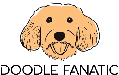 How Long Do Doodles Live? A Look at Lifespan Across Sizes and Breeds